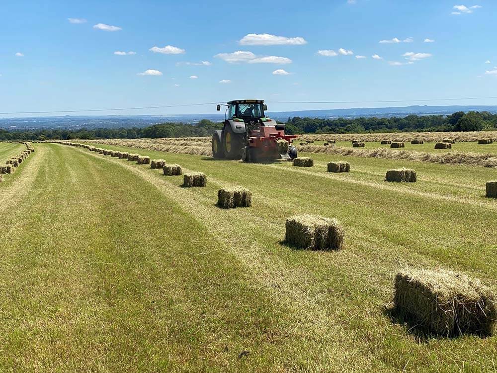Wadswick Boxed Meadow Hay Including Delivery UK Mainland | Wadswick ...